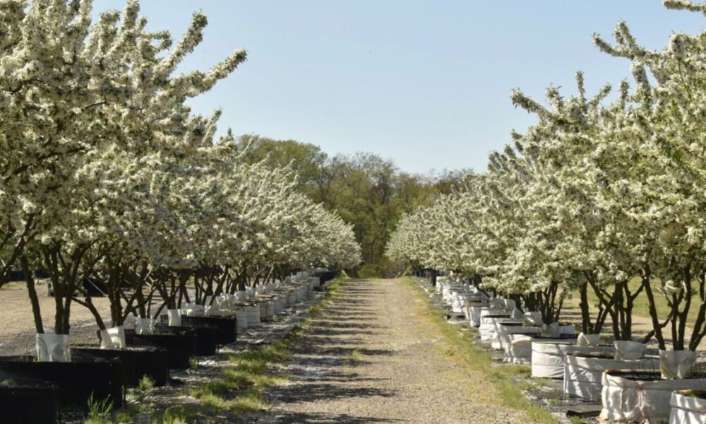 Crab Apple Trees: The Perfect Addition to Your Garden