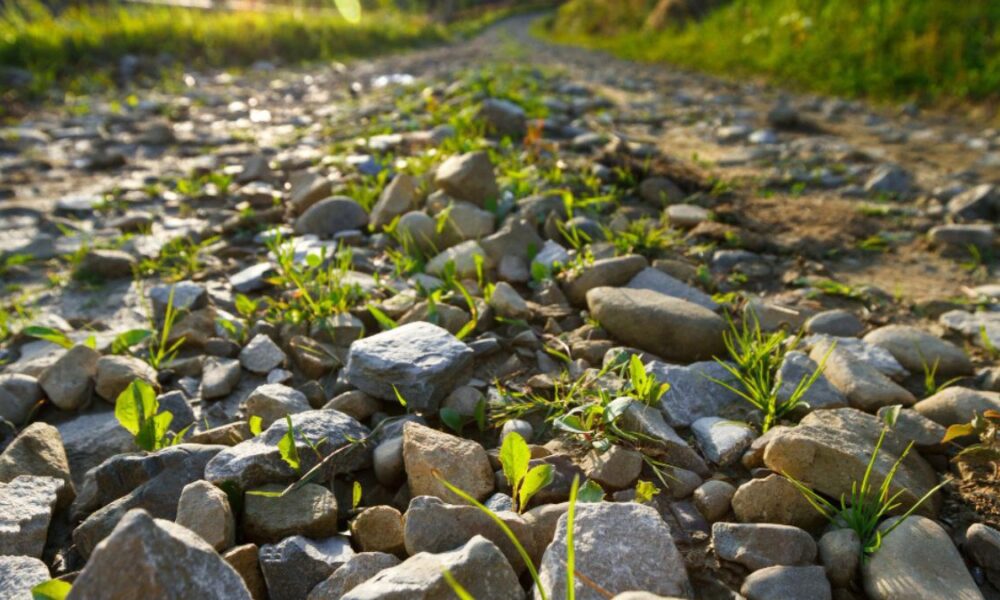 River Rock 101: Everything You Need to Know About This Natural