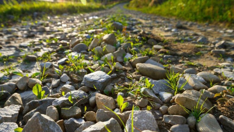 River Rock 101: Everything You Need to Know About This Natural