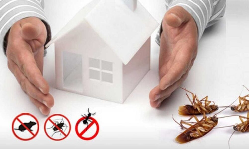 Navigating Pest Infestation Warning Signs You Should Never Ignore